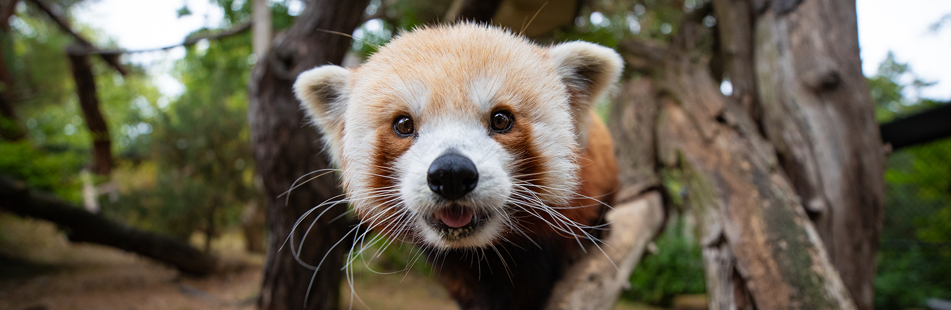 Retained Life Estates | Woodland Park Zoo